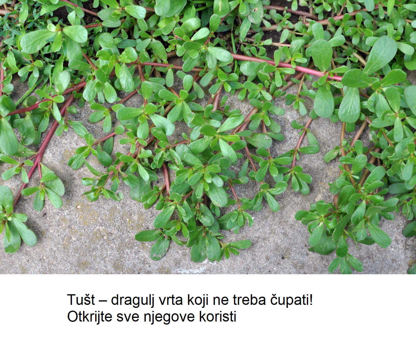 Tušt – dragulj vrta koji ne treba čupati! Otkrijte sve njegove koristi ...