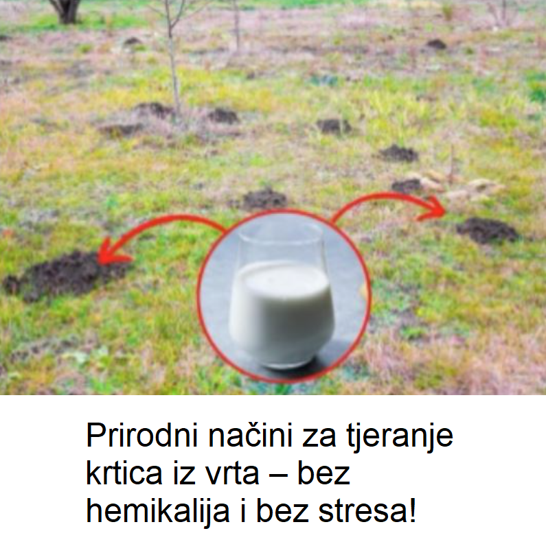 Prirodni načini za tjeranje krtica iz vrta – bez hemikalija i bez ...
